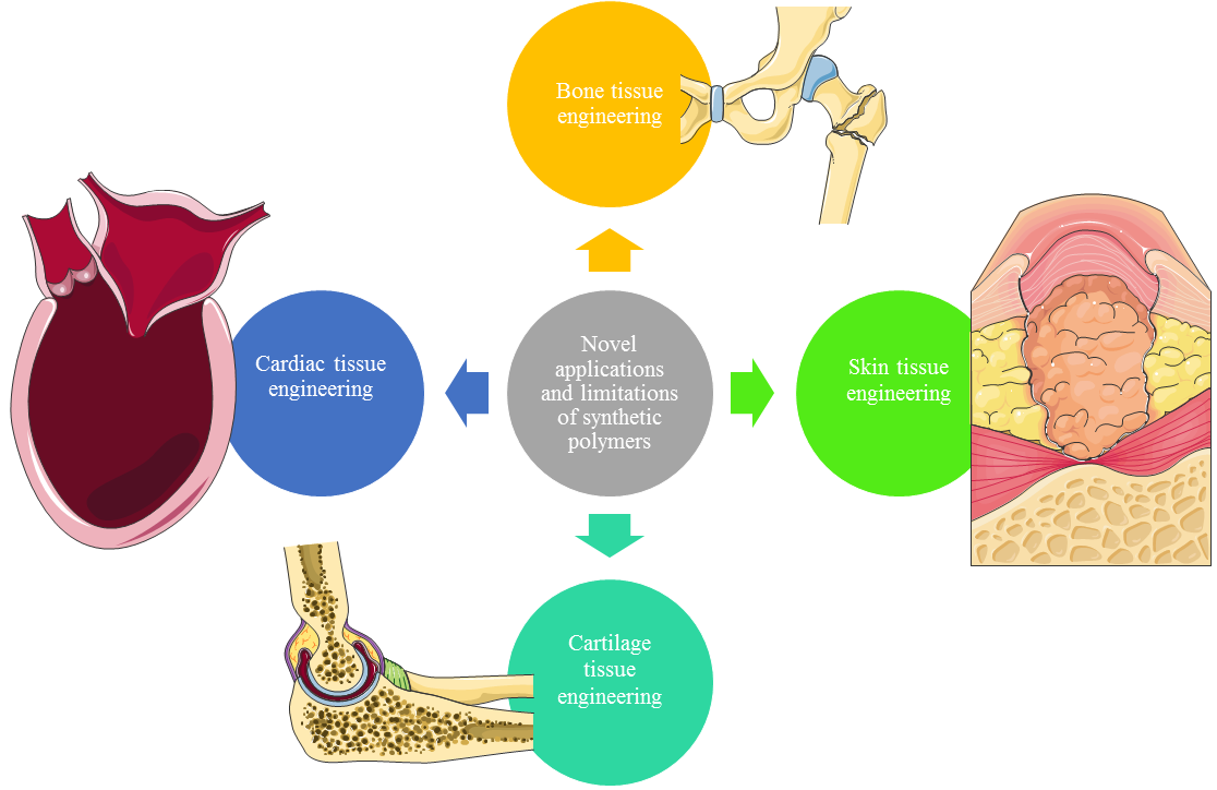 Bone, cardiac, cartilage, and skin tissue engineering: Novel ...